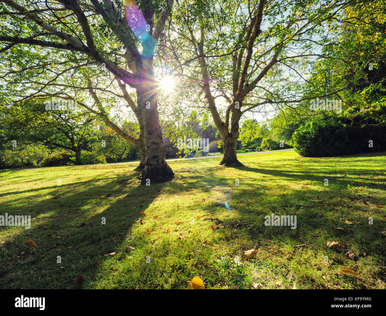 Early Autumn countryside morning,Northern Ireland Stock Photo - Alamy