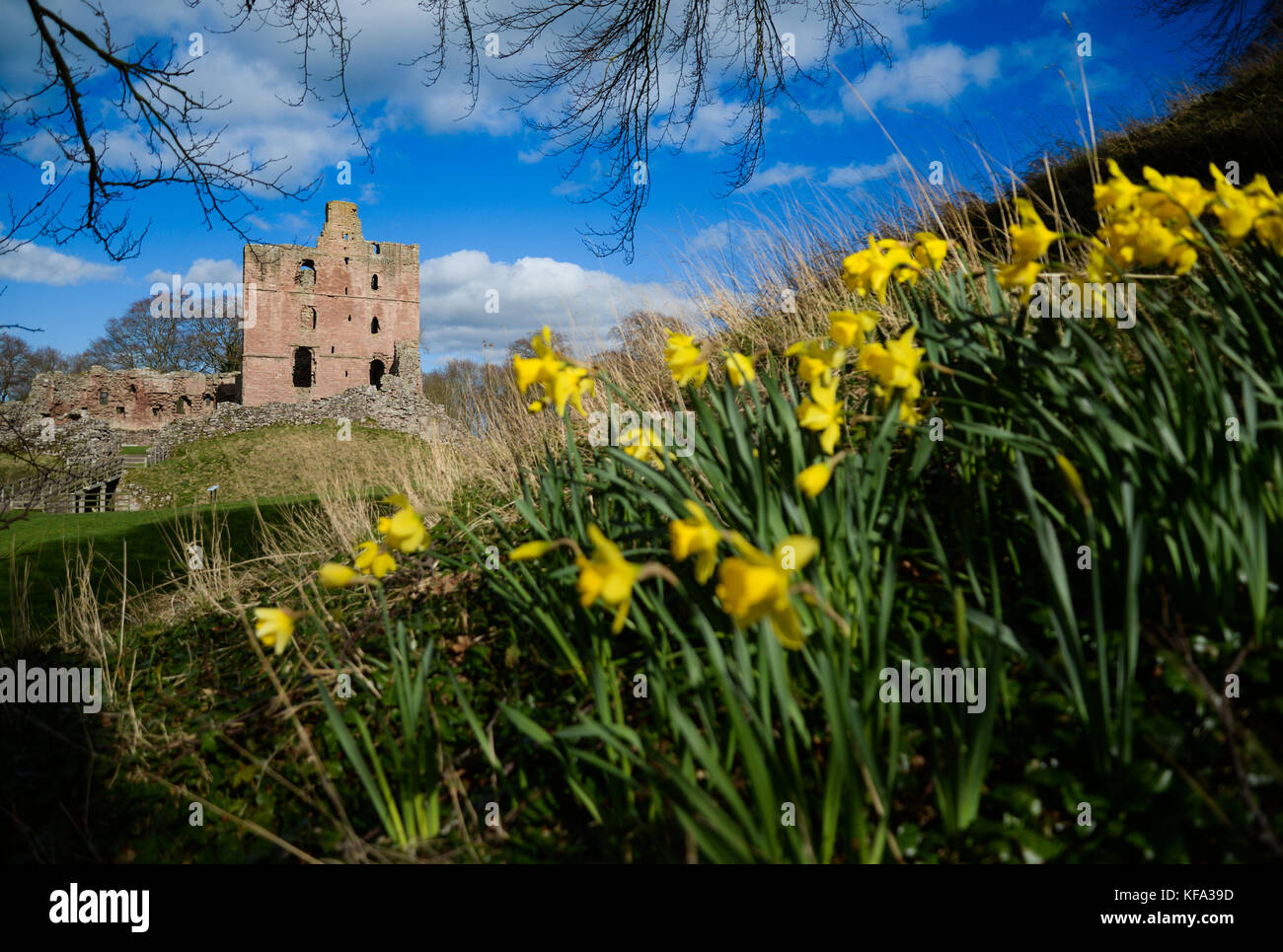 Daffodils at Norham Castle in springtime Stock Photo - Alamy