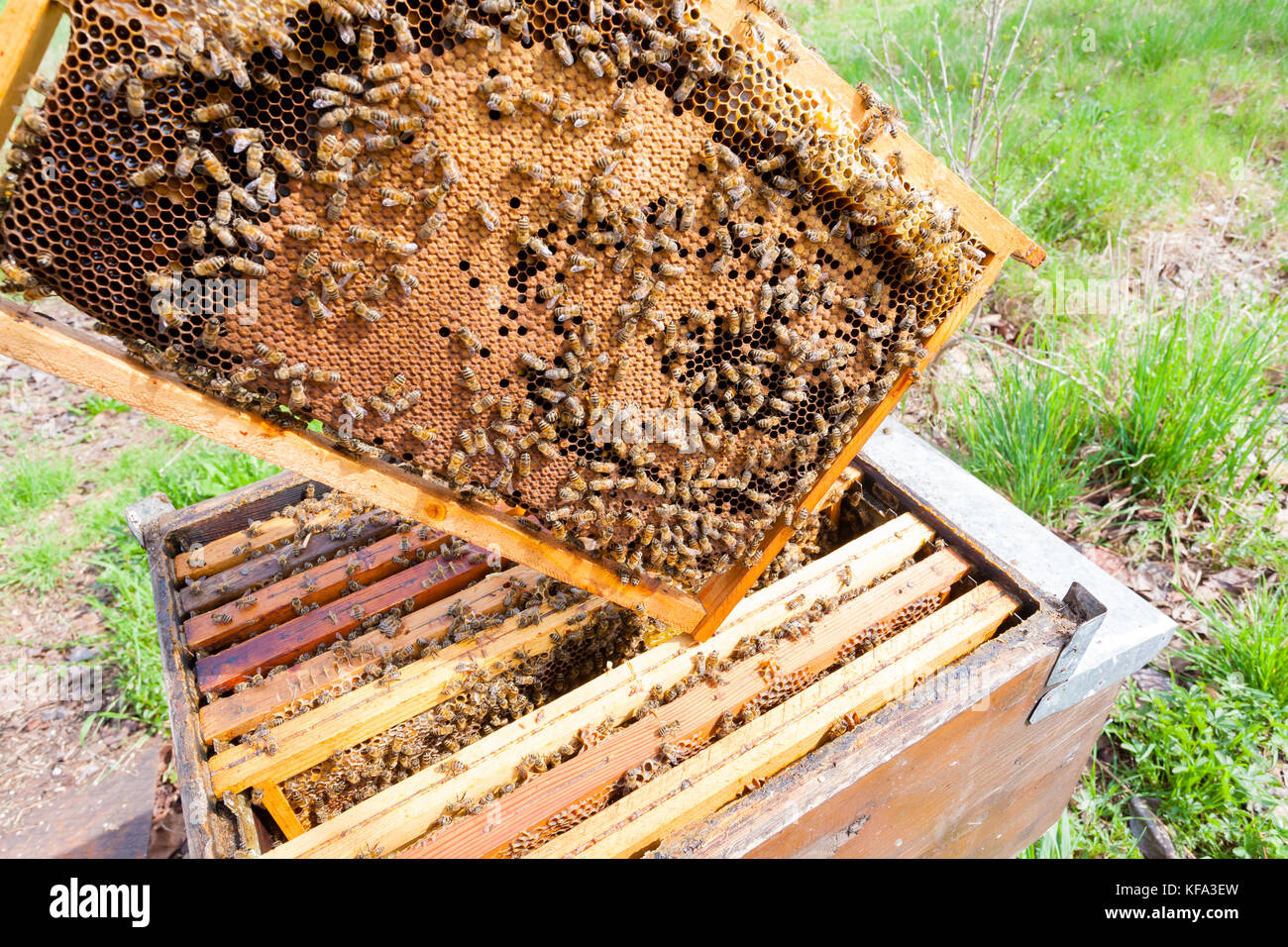 Open hive detail. Beekeeping, agriculture, rural life Stock Photo - Alamy