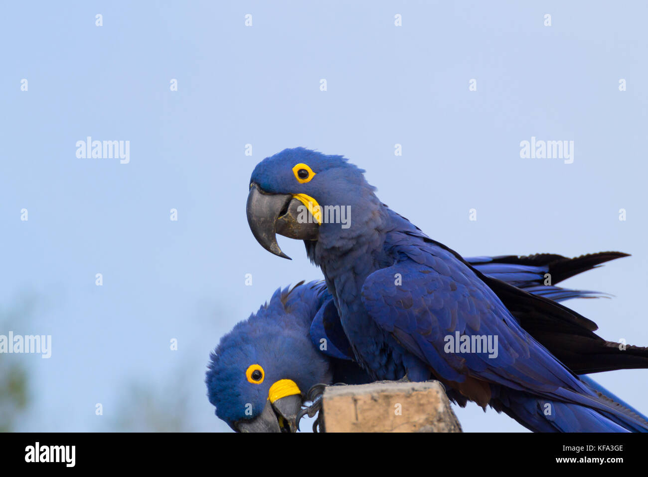 Couple of Hyacinth macaw from Pantanal, Brazil. Brazilian wildlife ...