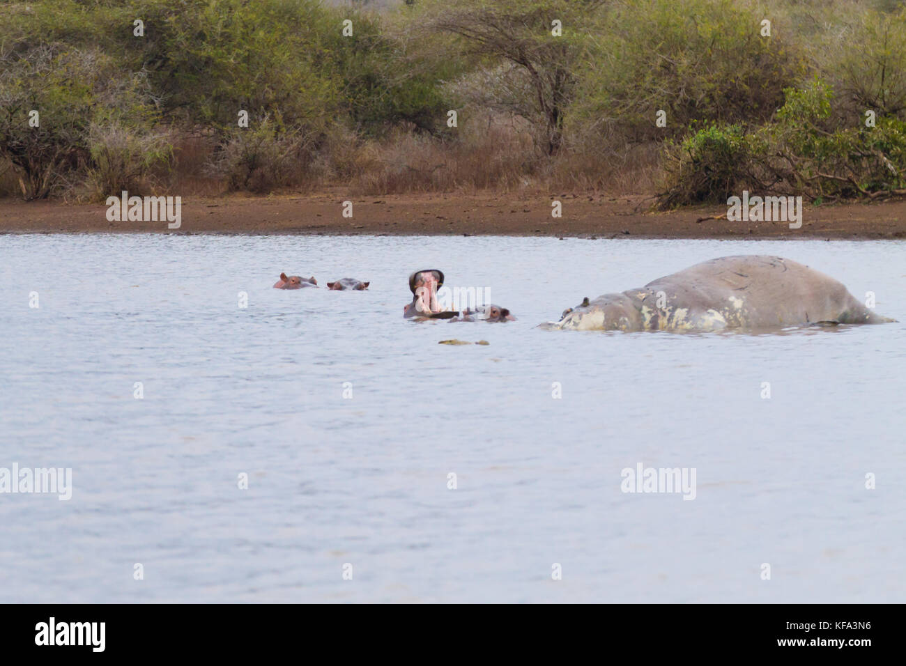 Dead hippo on Kruger National park waterhole. Safari and wildlife ...