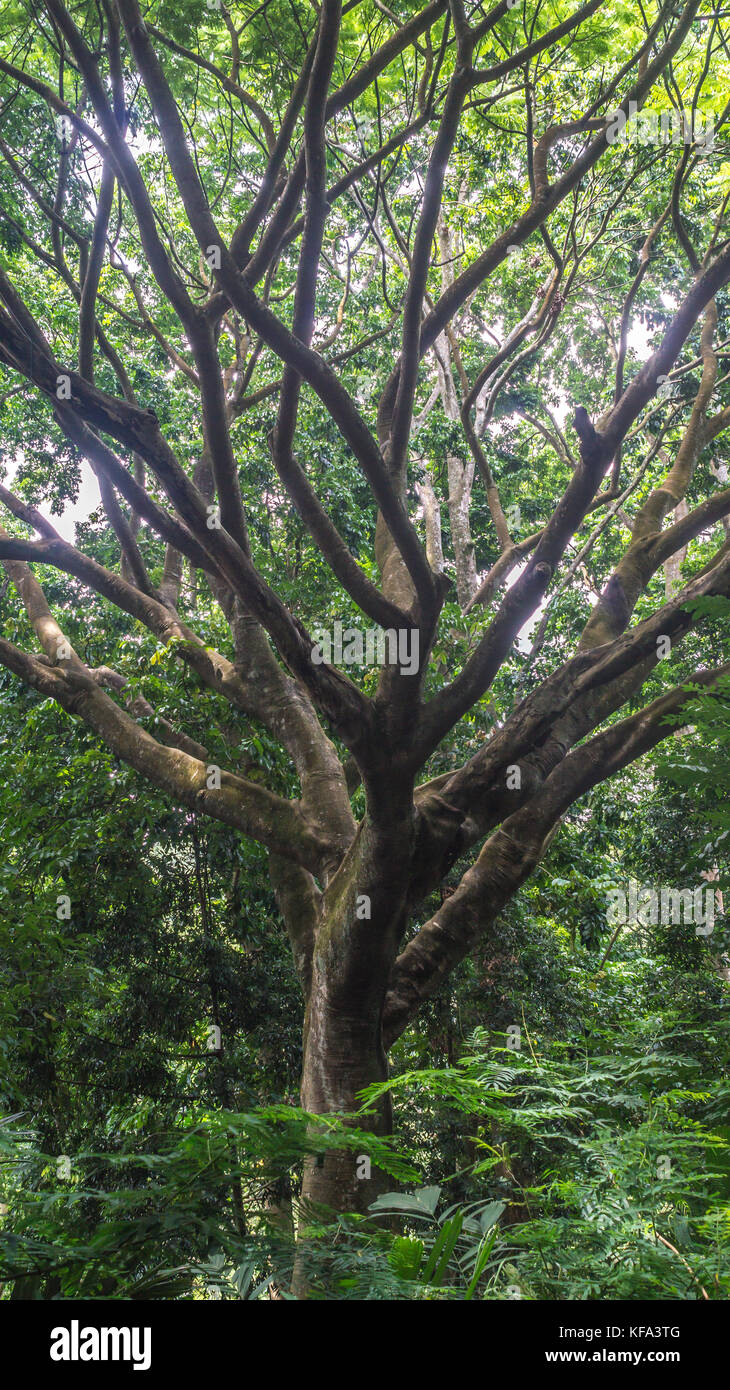 huge trunk of a tree with many branches surrounded by dense green ...