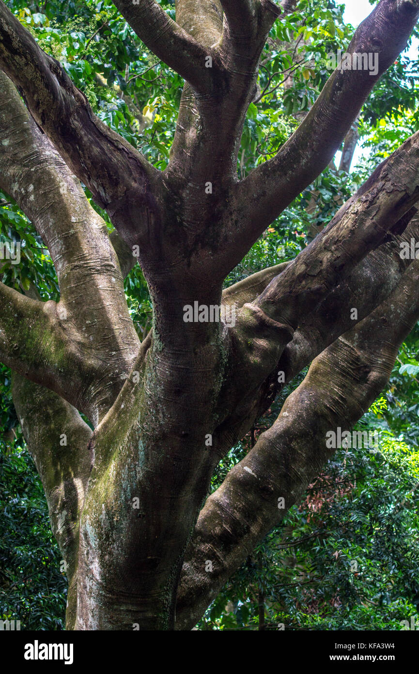 huge trunk of a tree with many branches Stock Photo - Alamy