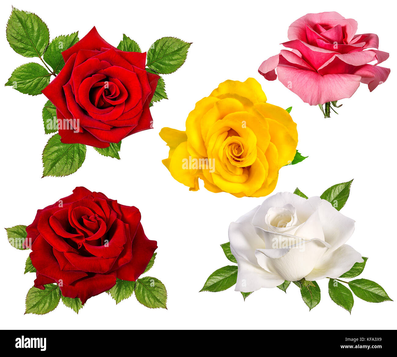 rose isolated on white background Stock Photo - Alamy
