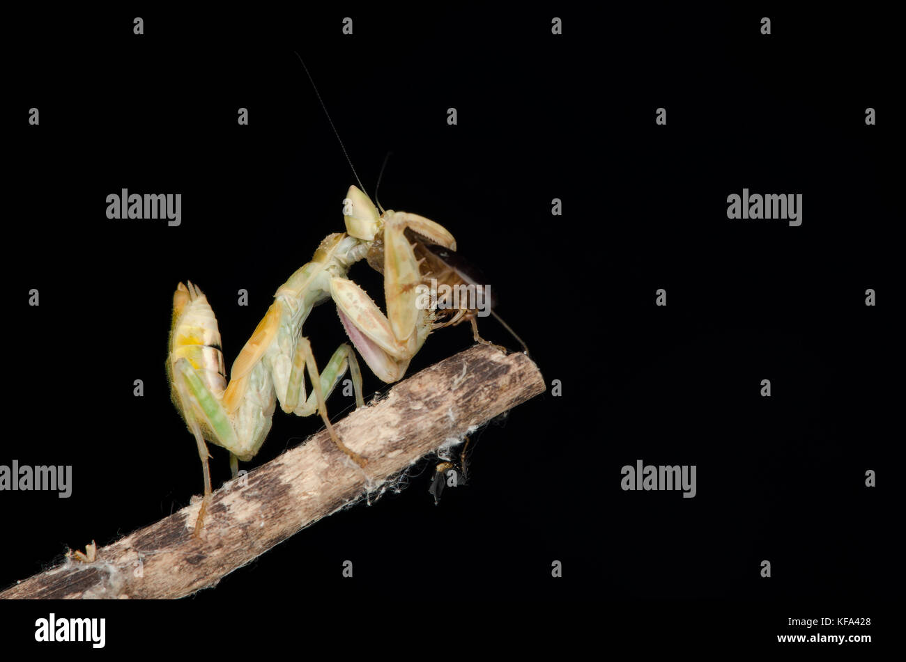 flower mantis nymph feeding on roach isolated on black background Stock ...