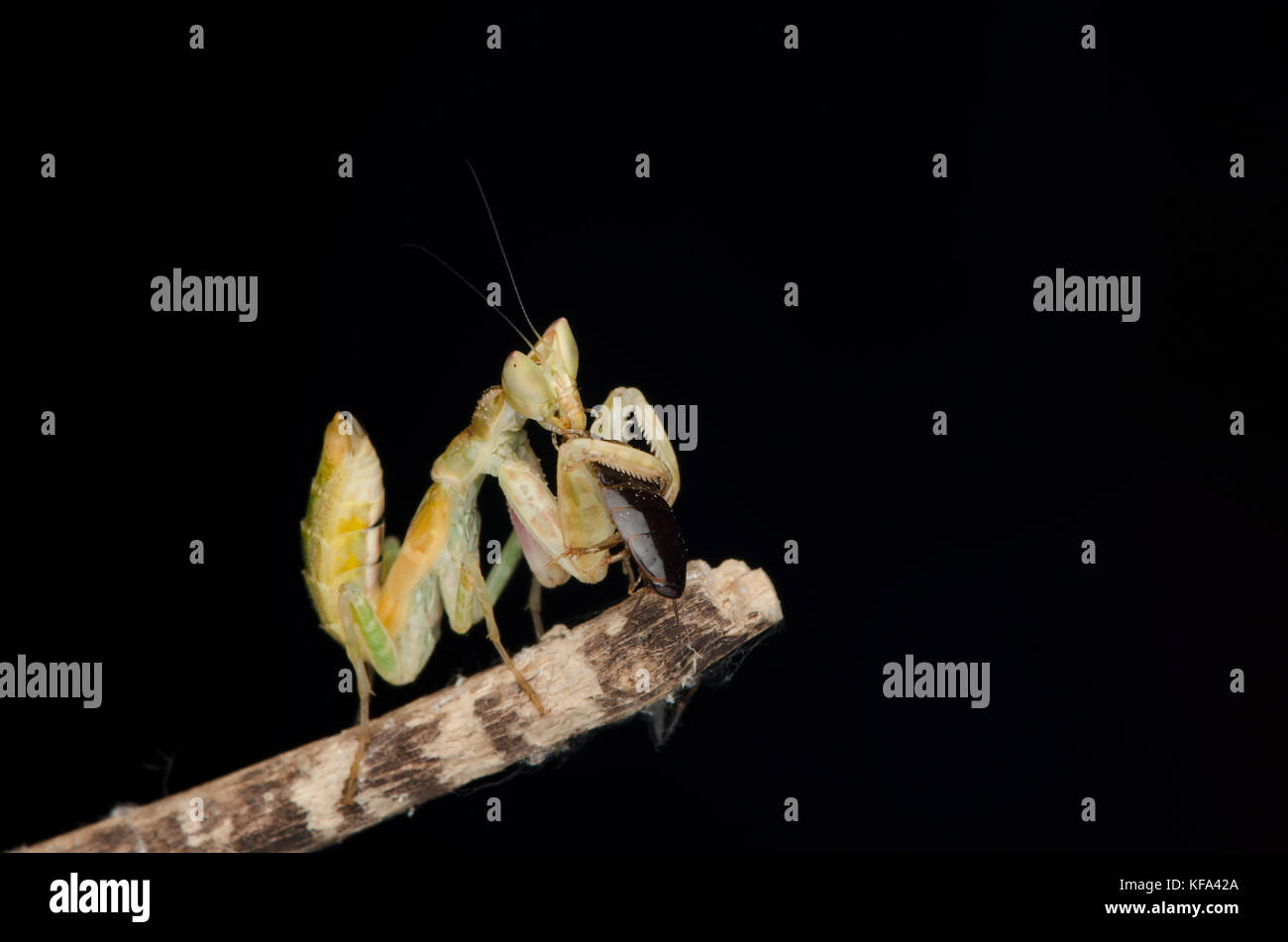 flower mantis nymph feeding on roach isolated on black background Stock ...