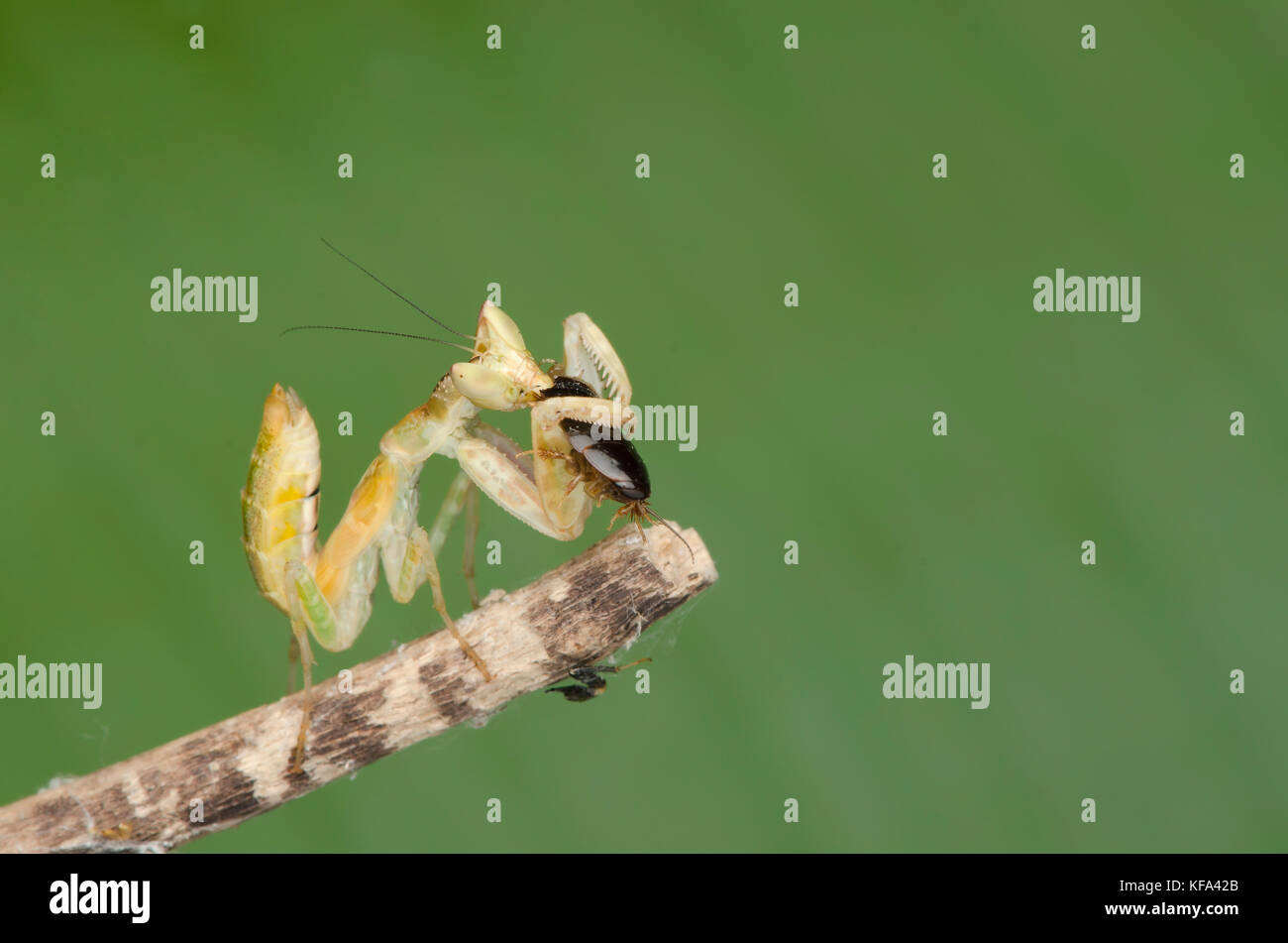 flower mantis nymph feeding on roach isolated on green background Stock ...