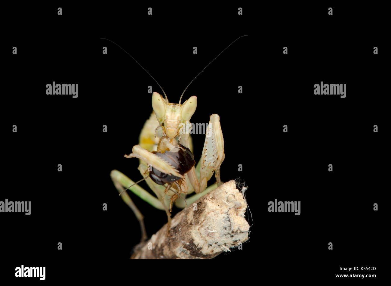flower mantis nymph feeding on roach isolated on black background Stock ...