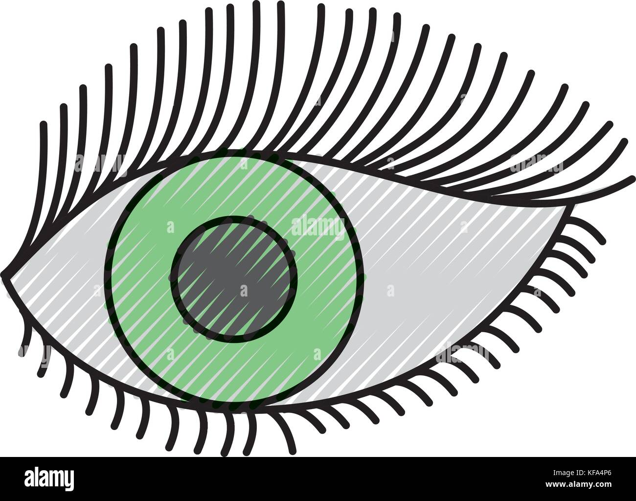 beautiful female eye wide open with eyebrow and eyelash Stock Vector ...