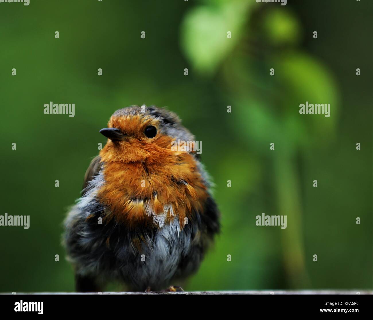 Fluffy robin hi-res stock photography and images - Alamy