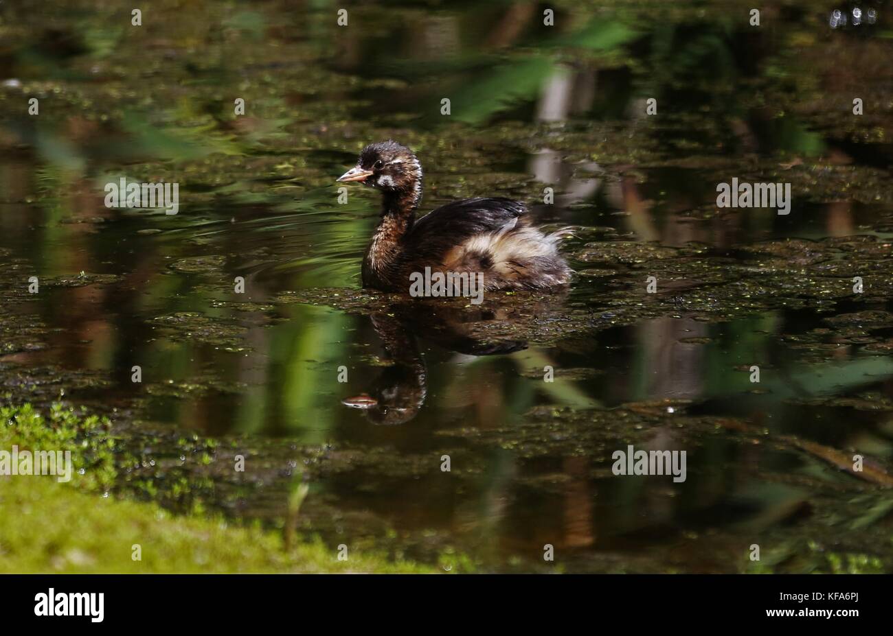 Little grebe river hi-res stock photography and images - Alamy