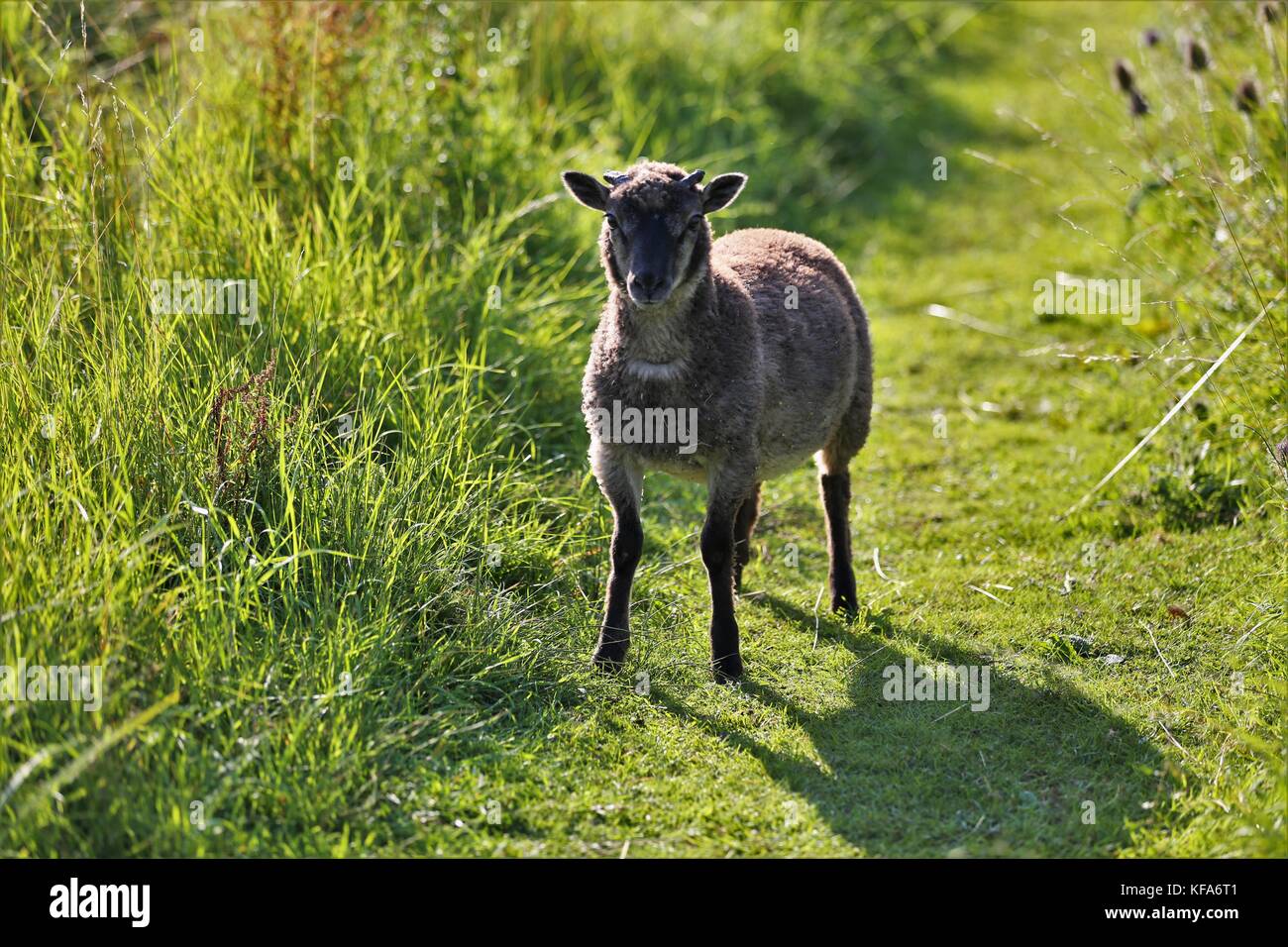 Sunny lamb hi-res stock photography and images - Alamy