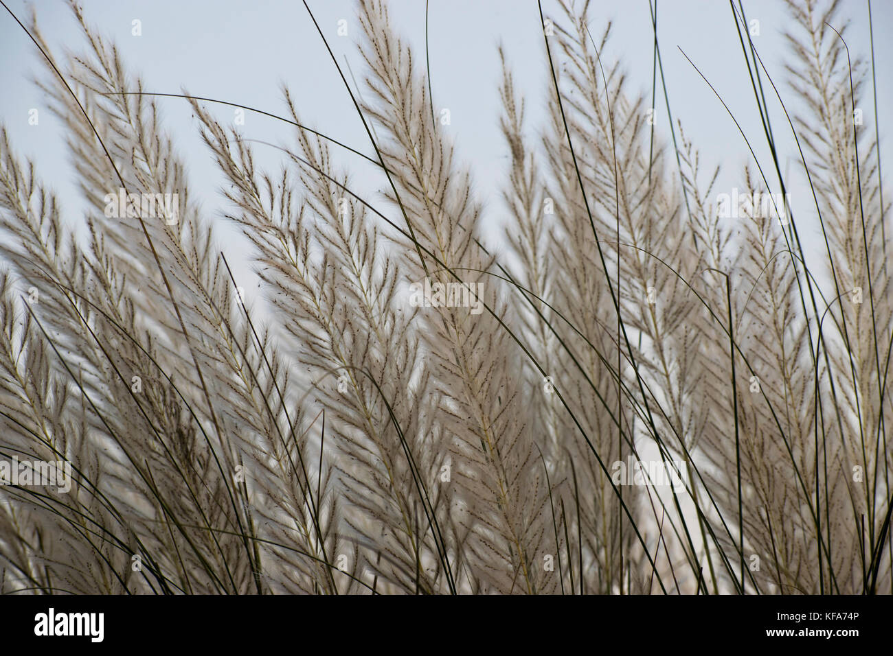 catkin flower white color bunch group beautiful landscape scenery ...