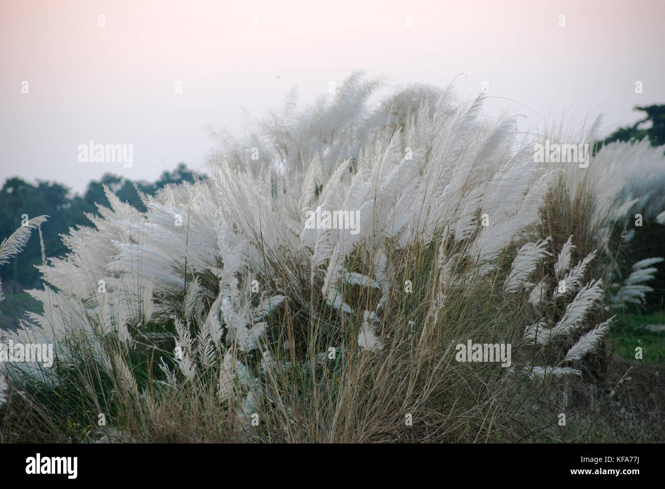 catkin flower white color bunch group beautiful landscape scenery ...