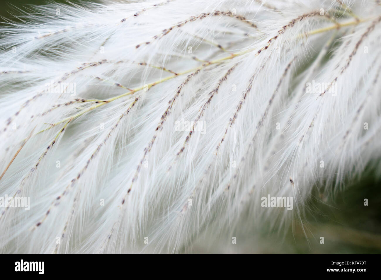 catkin flower white color bunch group beautiful landscape scenery ...