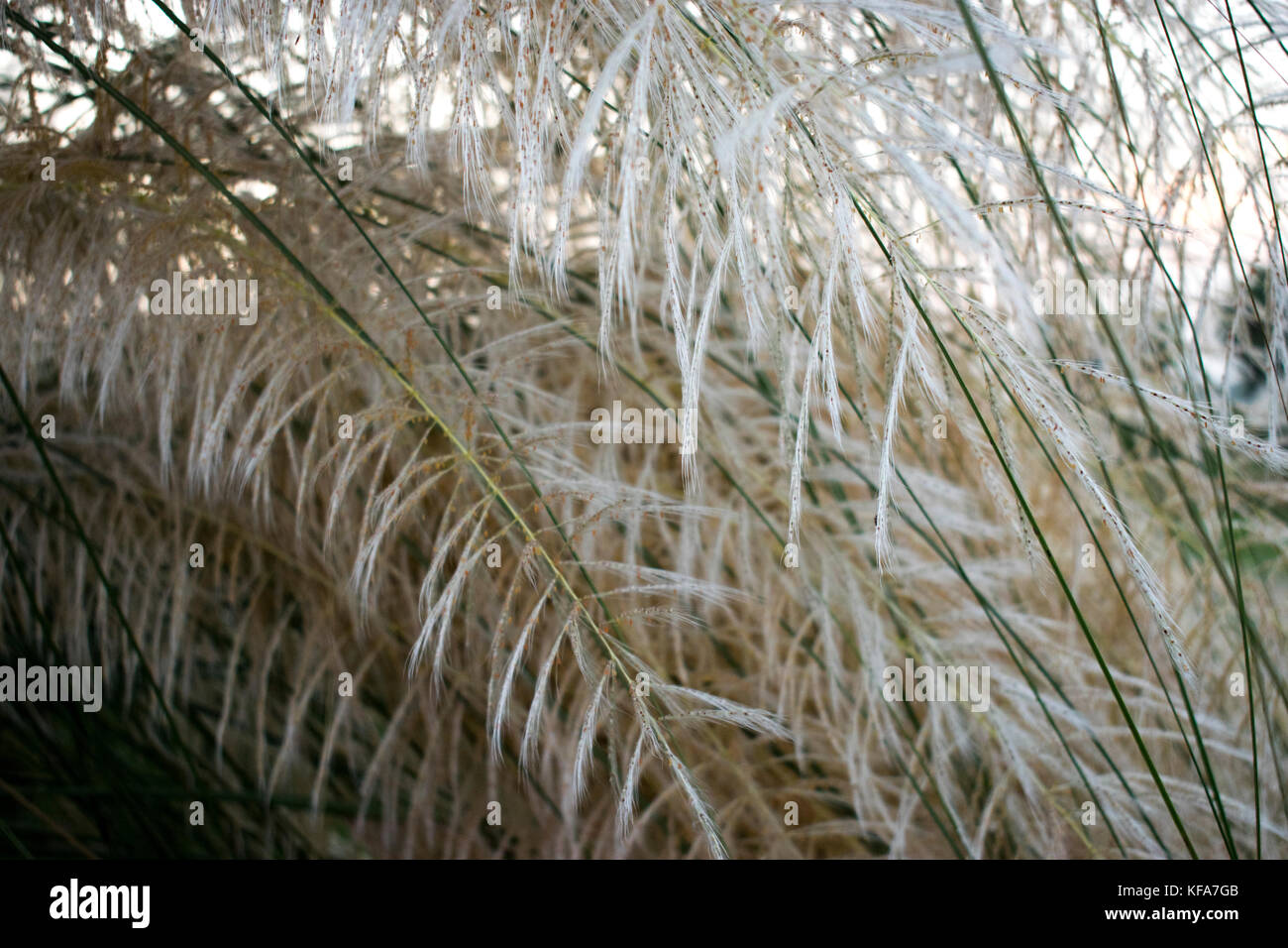 catkin flower white color bunch group beautiful landscape scenery ...