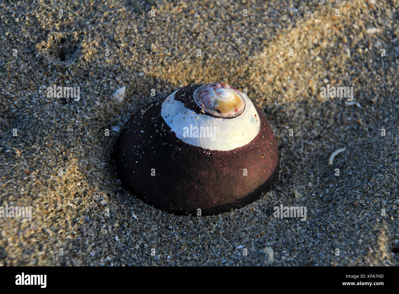 Seashell in the desert, National Park Llanos De Challe, Atacama, Chile ...