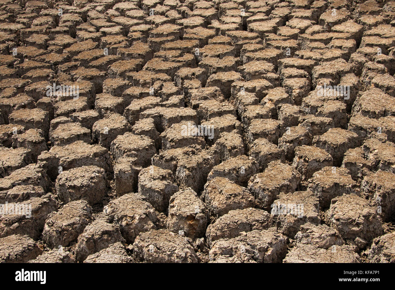 Dry earth texture, National Park Llanos De Challe, Atacama, Chile Stock Photo - Alamy