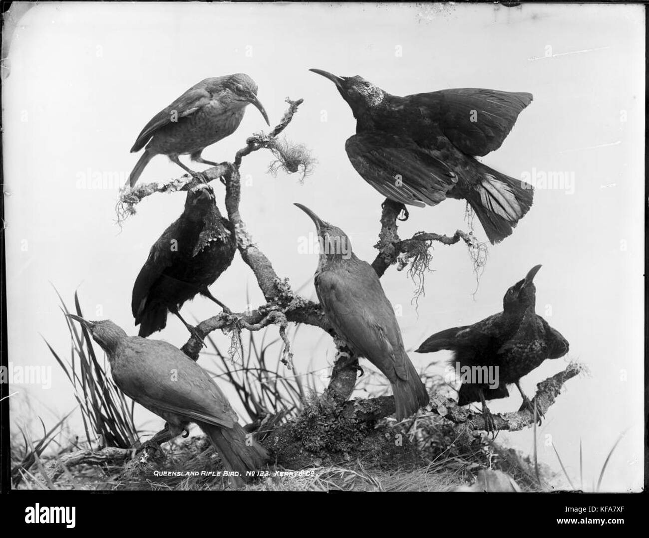 Queensland Rifle Bird (4903863574 Stock Photo - Alamy