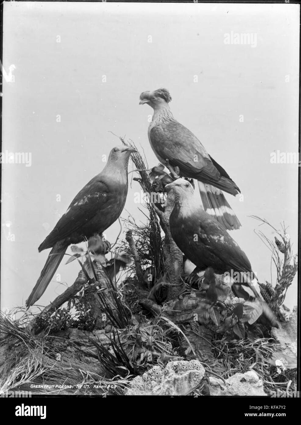 Green Fruit Pidgeons (4903275573 Stock Photo - Alamy