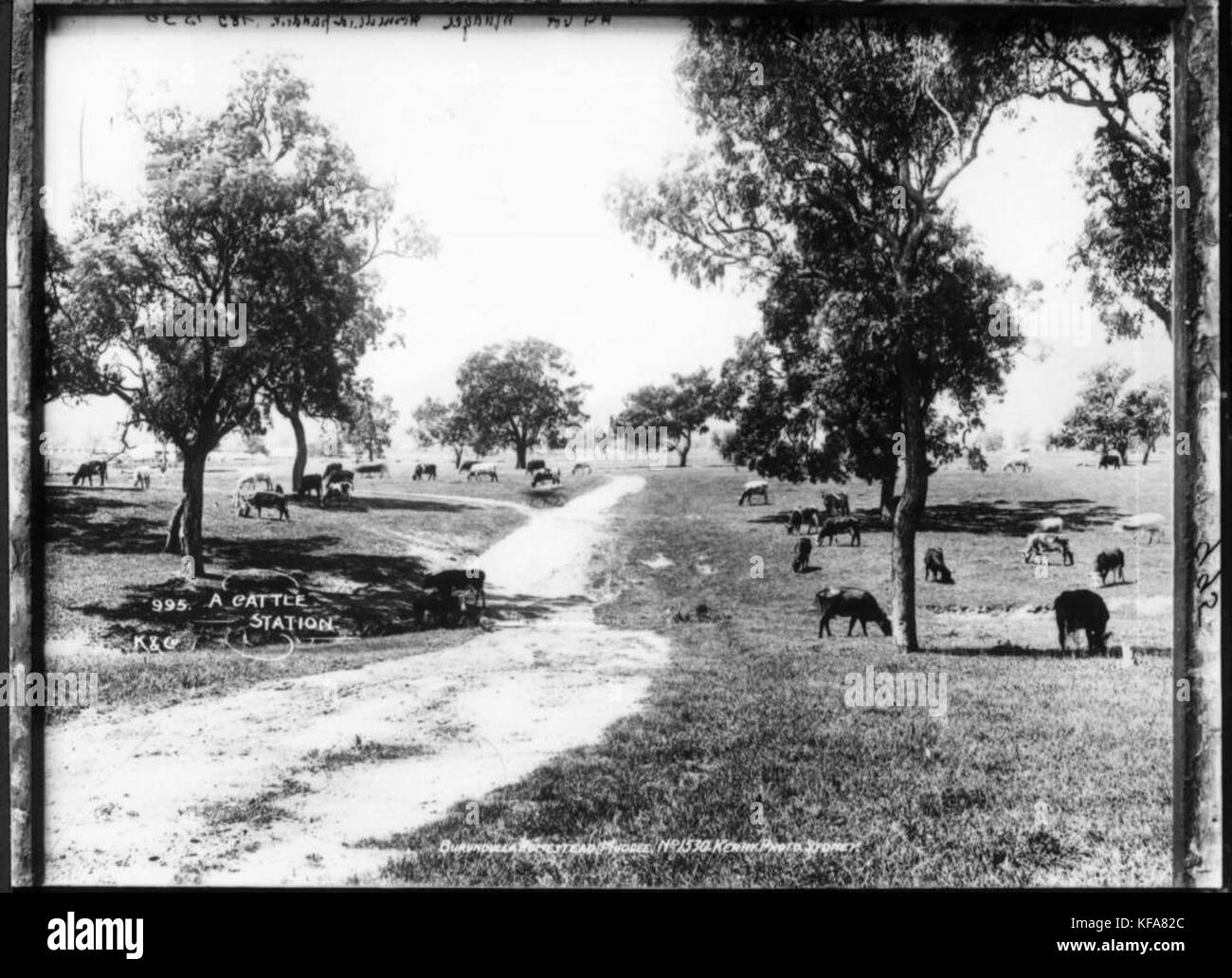 This image shows a cattle station, likely in a rural setting ...