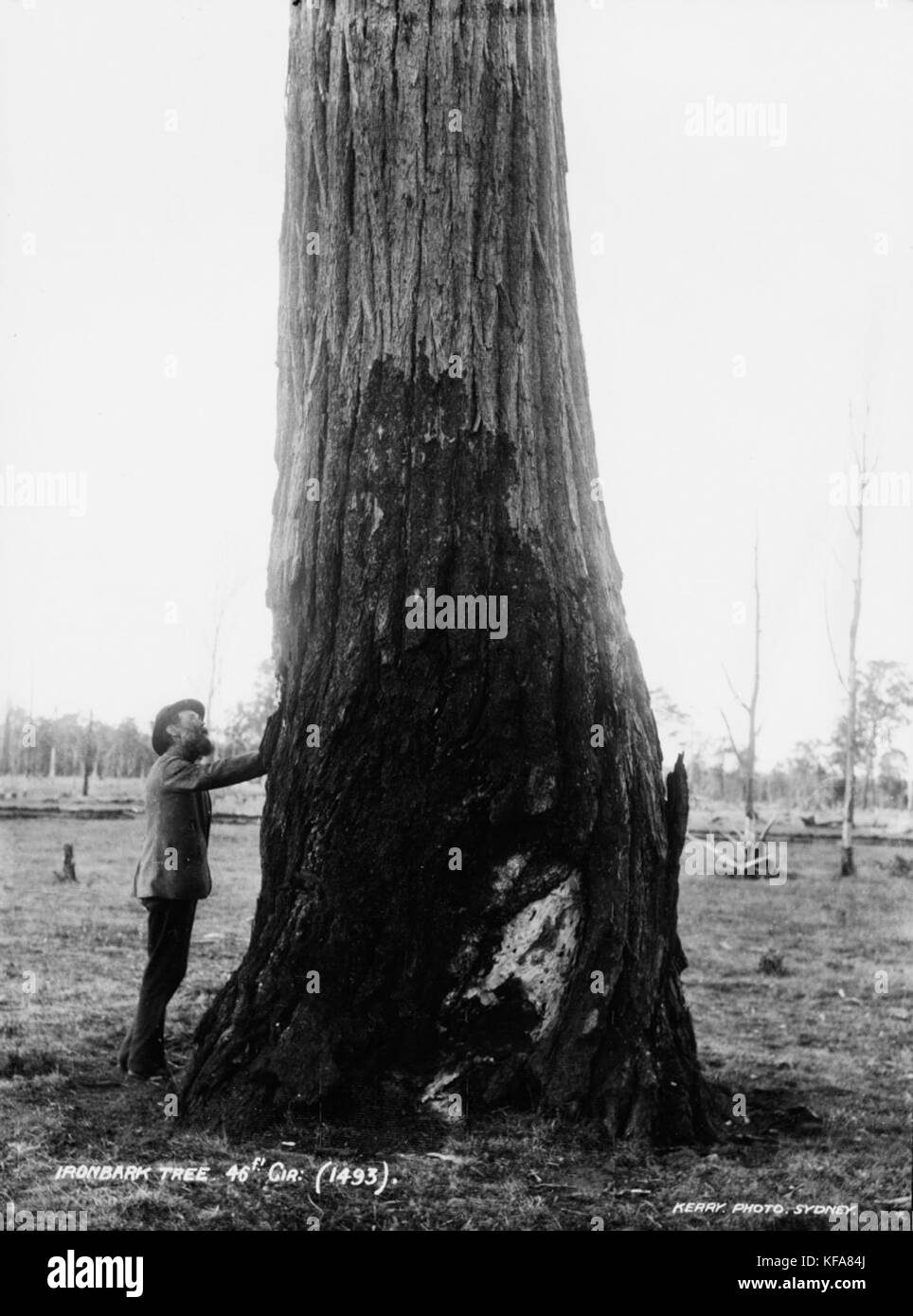 Ironbark tree hi-res stock photography and images - Alamy