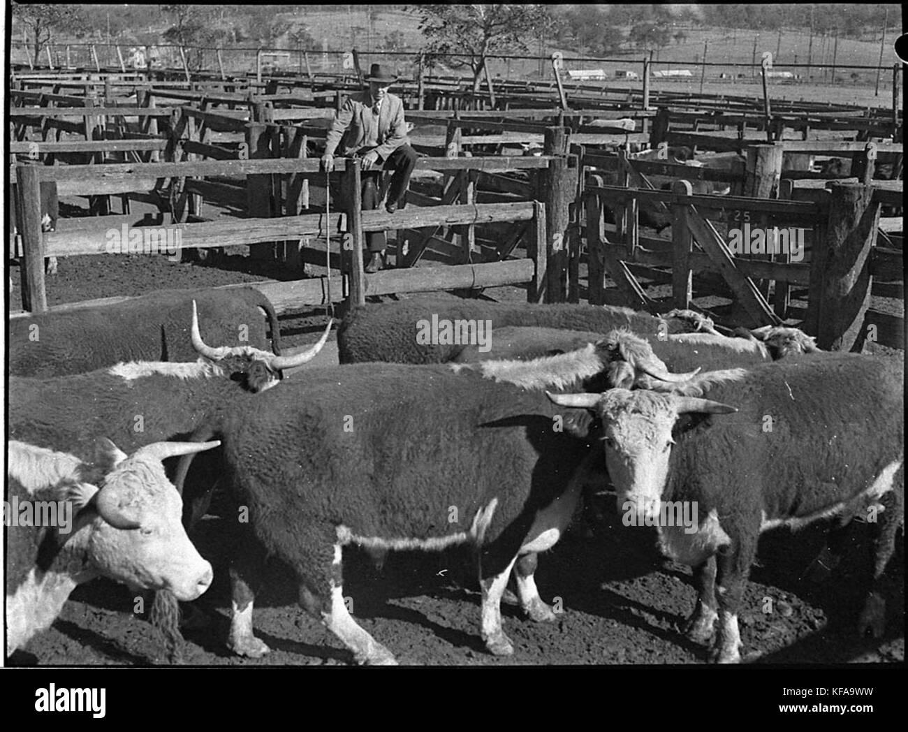 The Waratah cattle sales, documented in this photograph, provide a ...