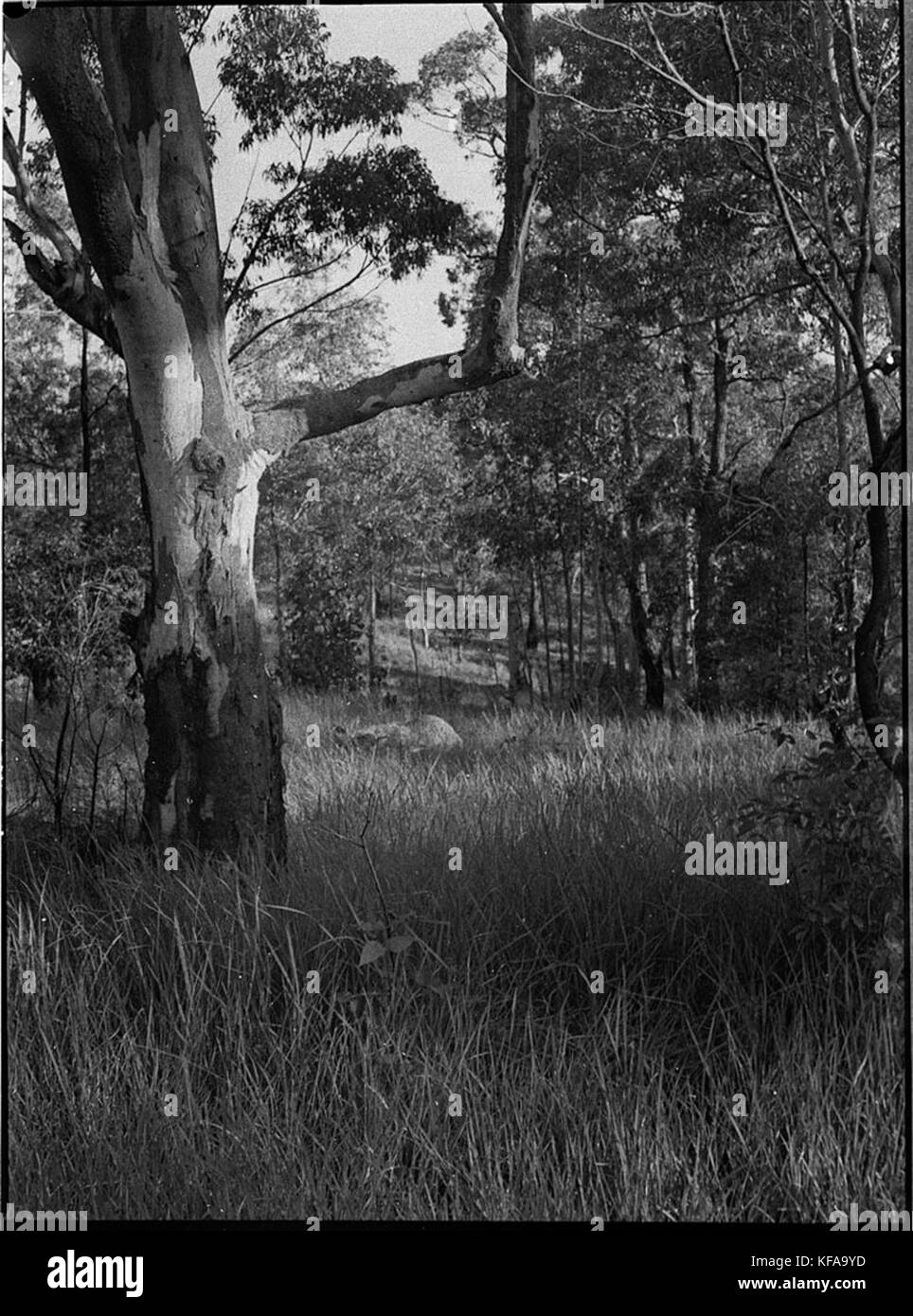 37524 Forest in Newcastle Stock Photo - Alamy