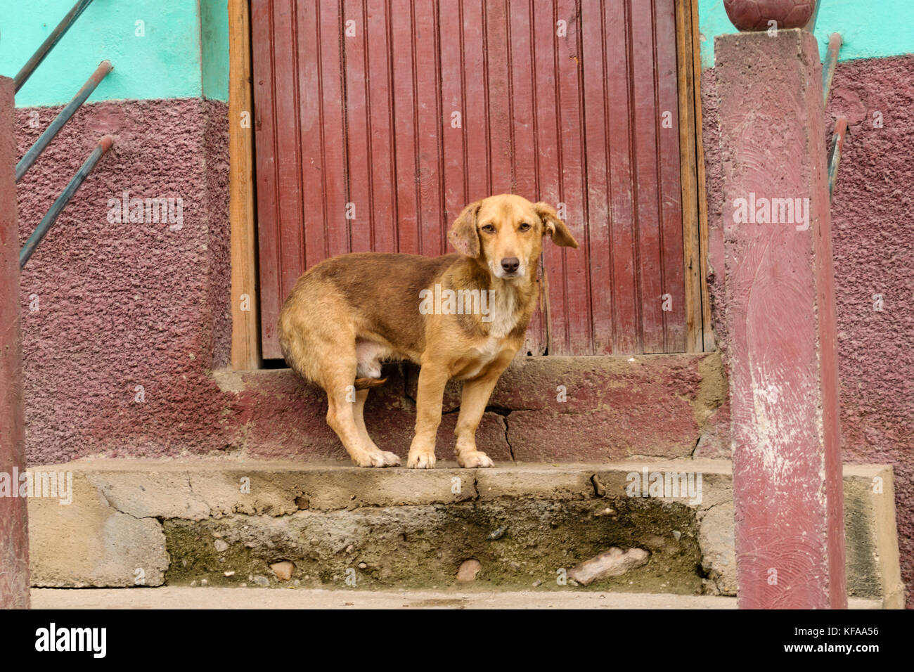 Honduras lifestyle with dog Stock Photo - Alamy