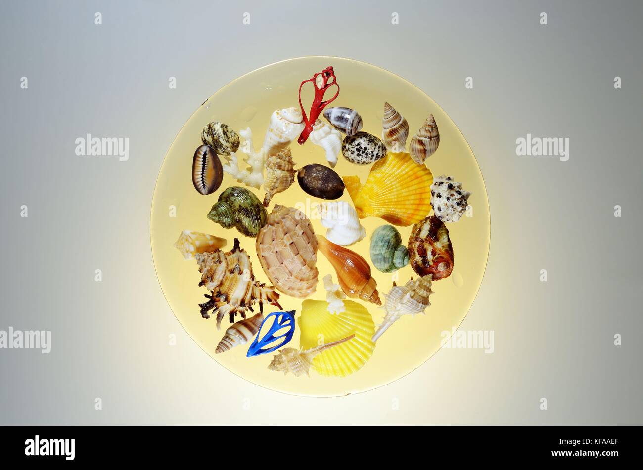 Set of sea shells arranged on a plate Stock Photo - Alamy
