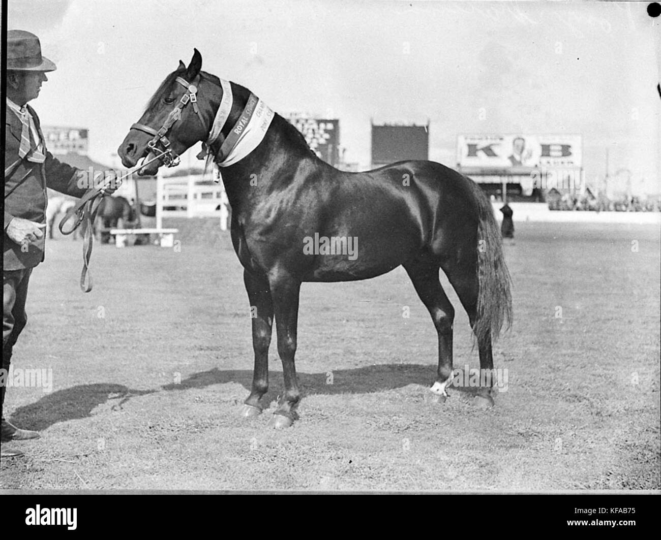 Pony horse show Black and White Stock Photos & Images - Alamy