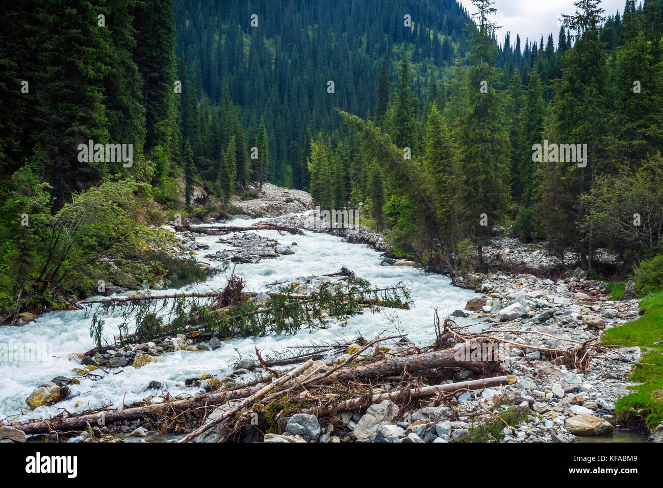 Stunning landscape of forest and river in Karakol national park ...