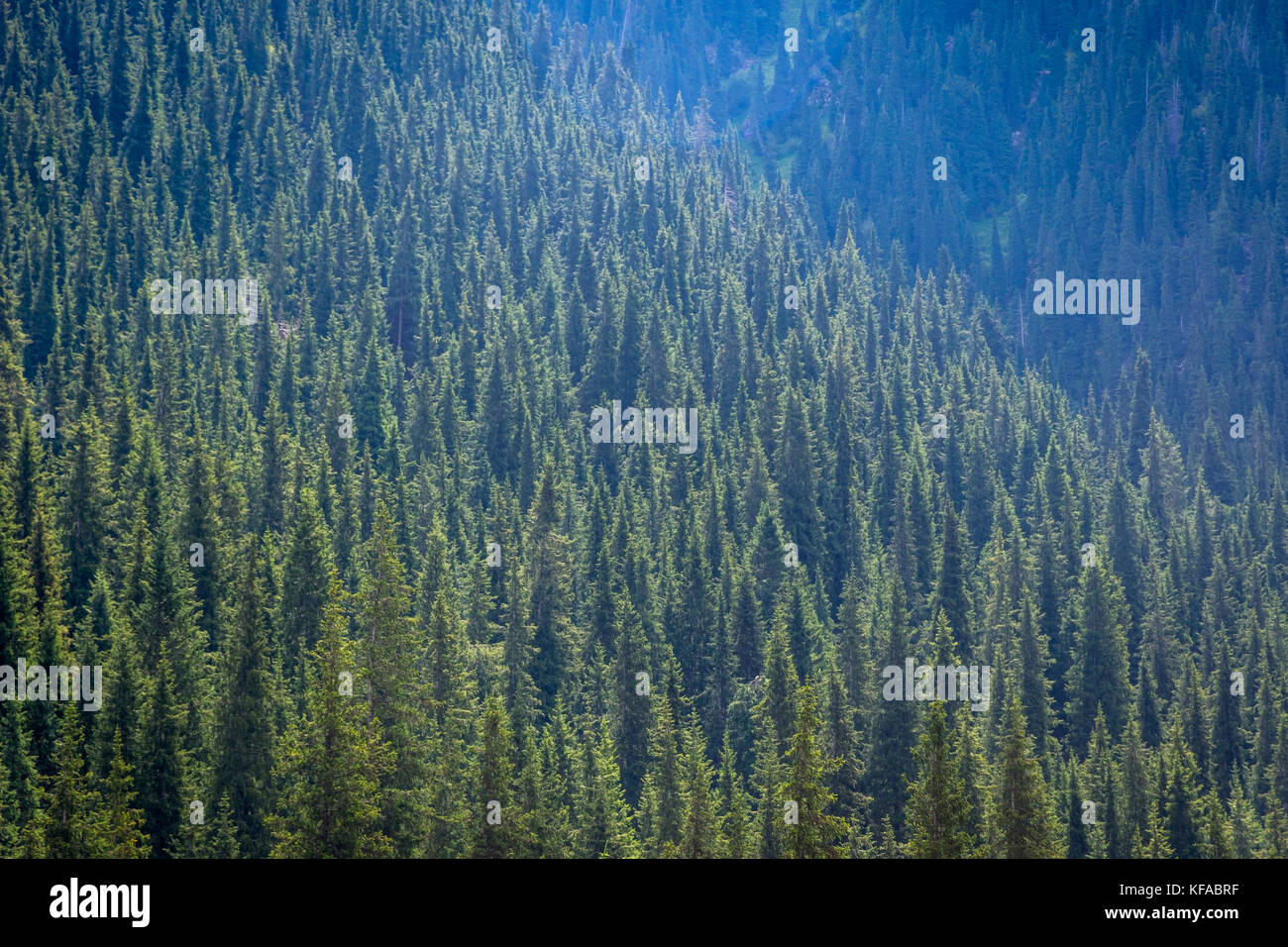 River and forest in Karakol national park, Kyrgyzstan Stock Photo - Alamy