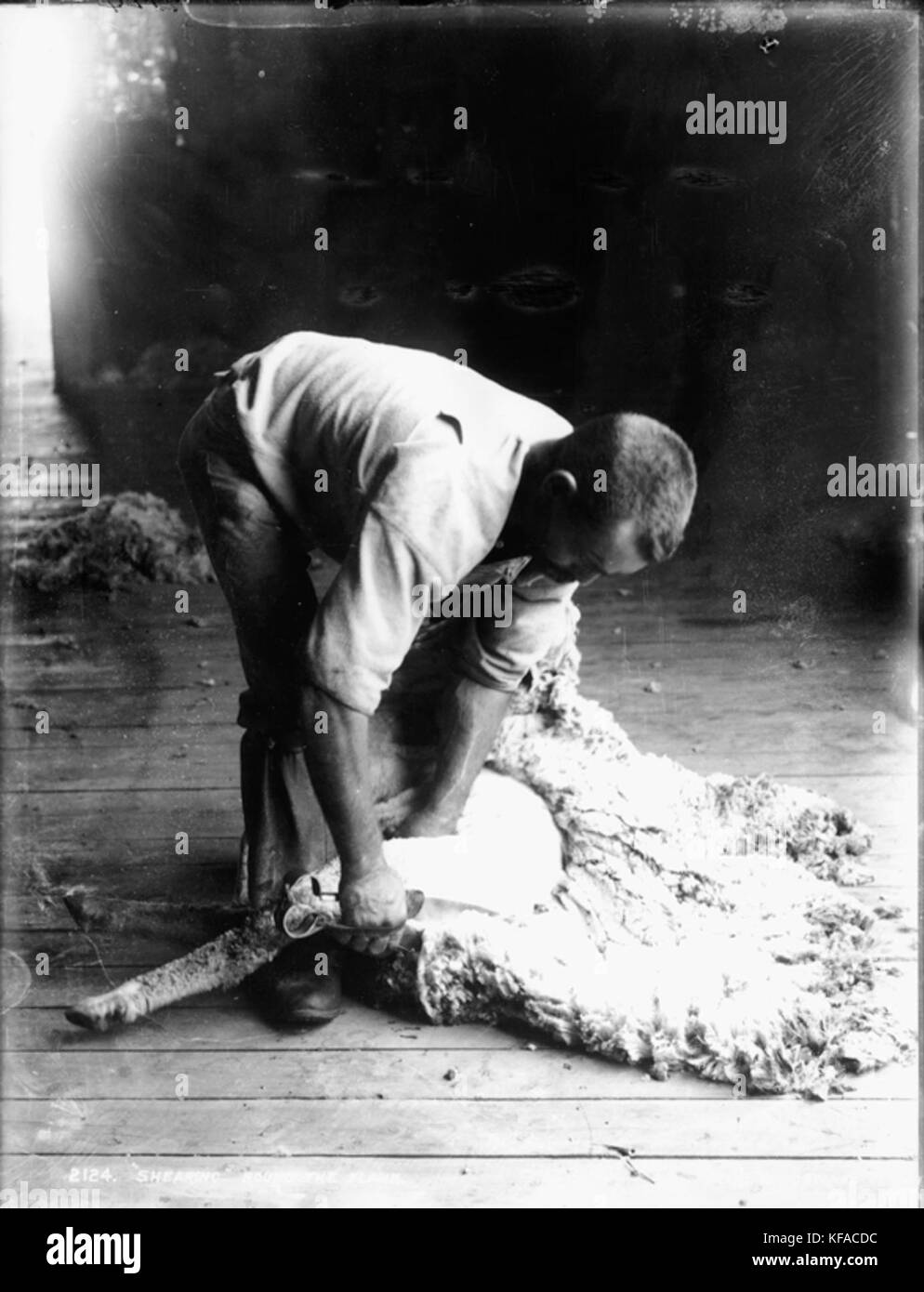 This image shows the process of shearing sheep around the flank area ...