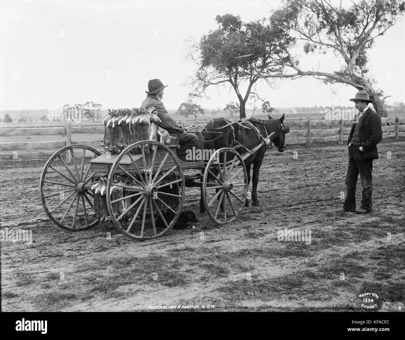Australian rabbiter, NSW from The Powerhouse Museum Collection Stock ...
