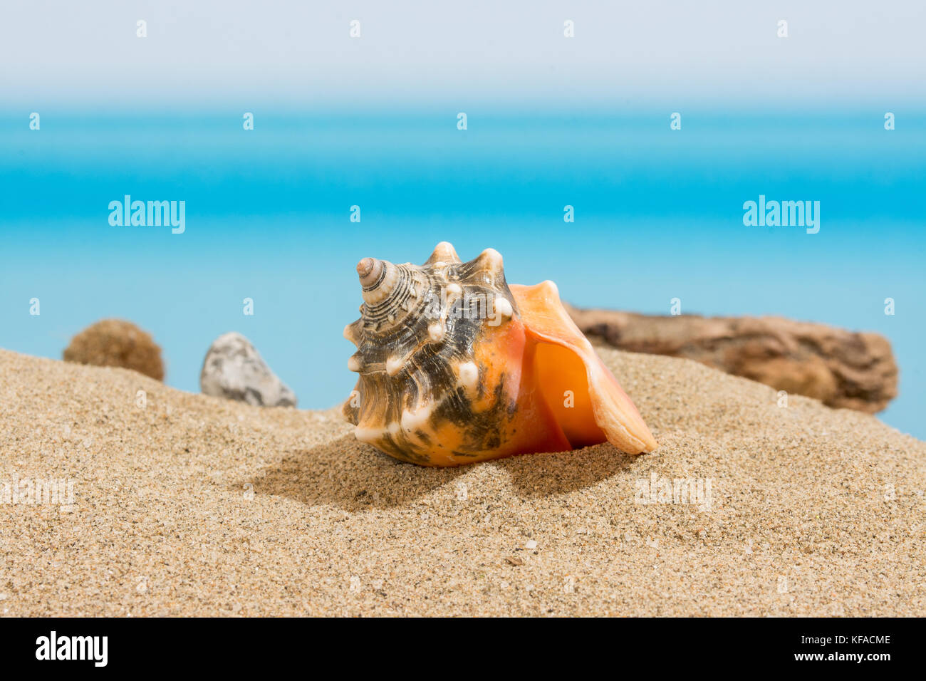 Seashell on the beach Stock Photo - Alamy