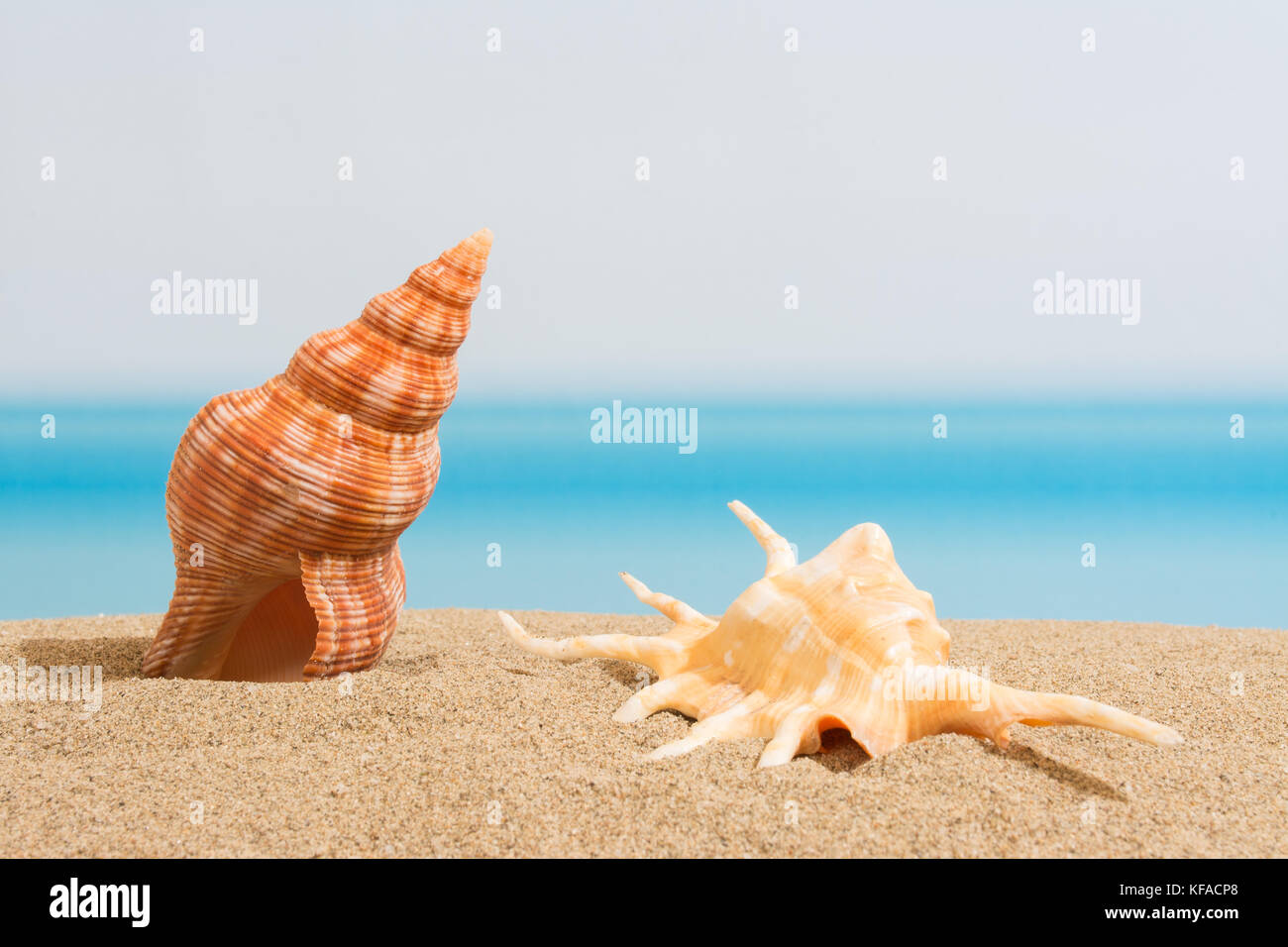 Seashell on the beach Stock Photo - Alamy