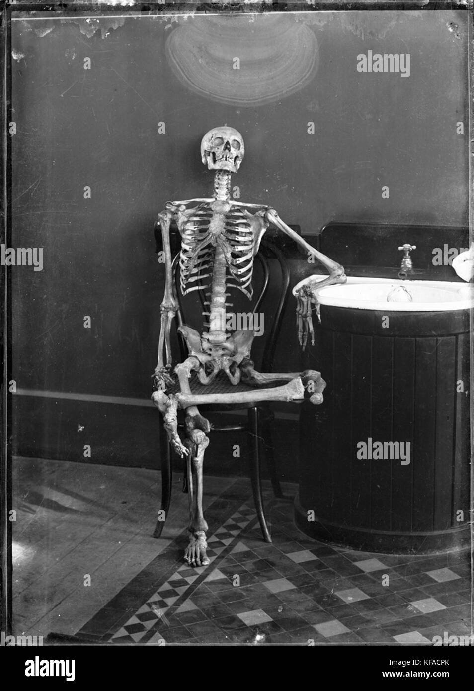 Portrait of an articulated skeleton on a bentwood chair Stock Photo - Alamy