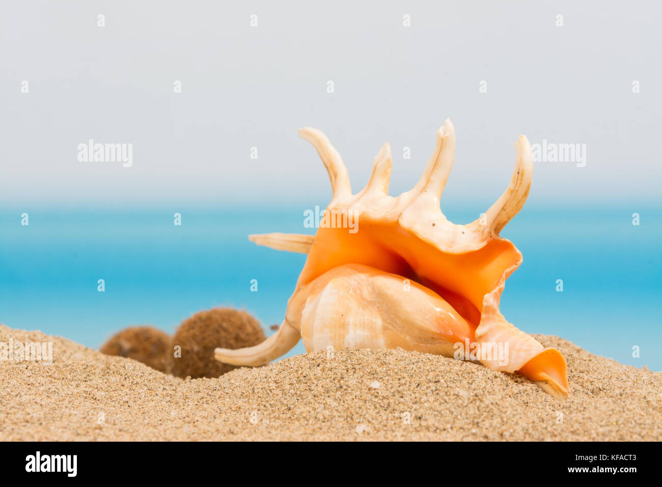 Seashell on the beach Stock Photo - Alamy