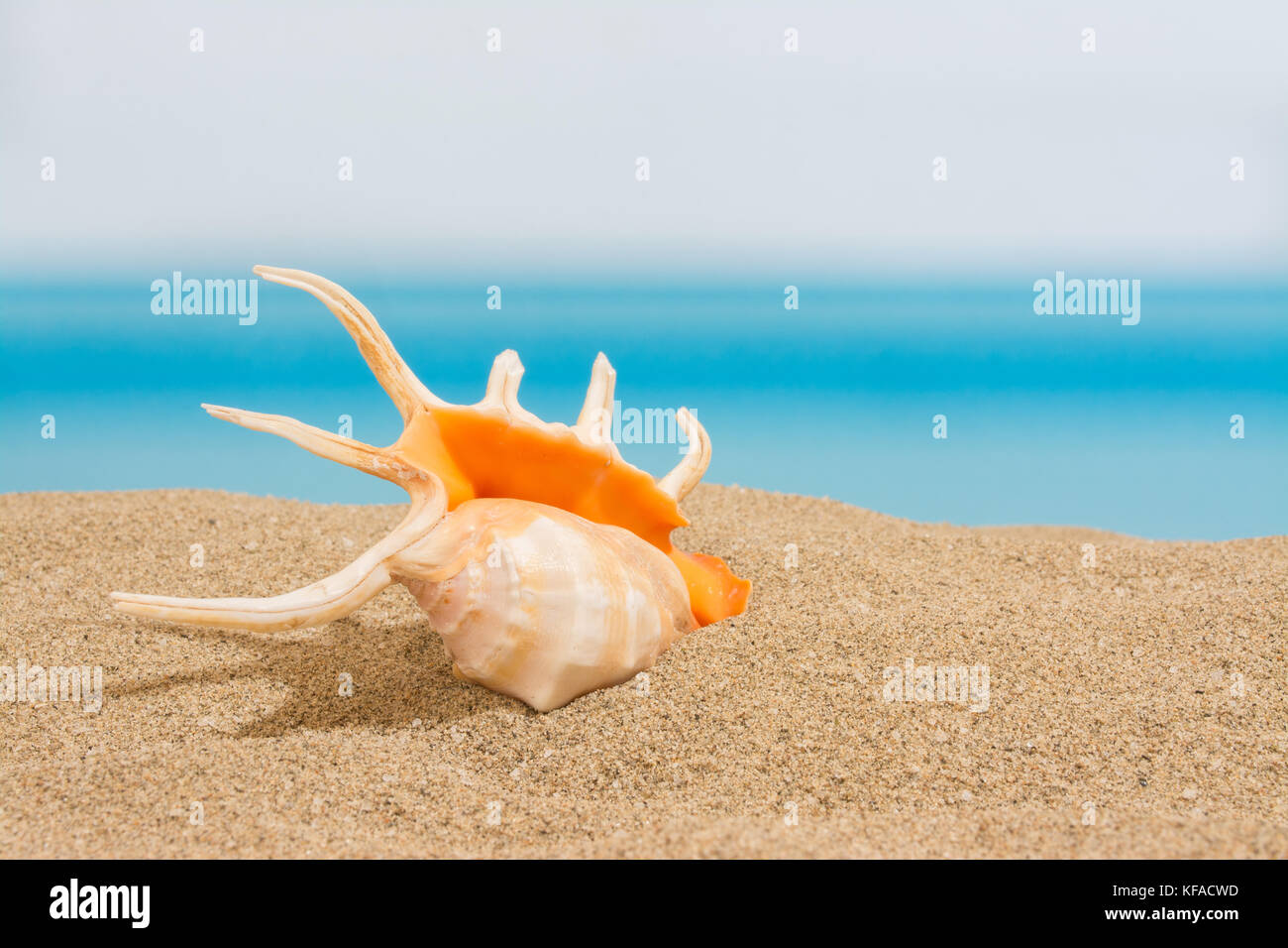 Seashell on the beach Stock Photo - Alamy