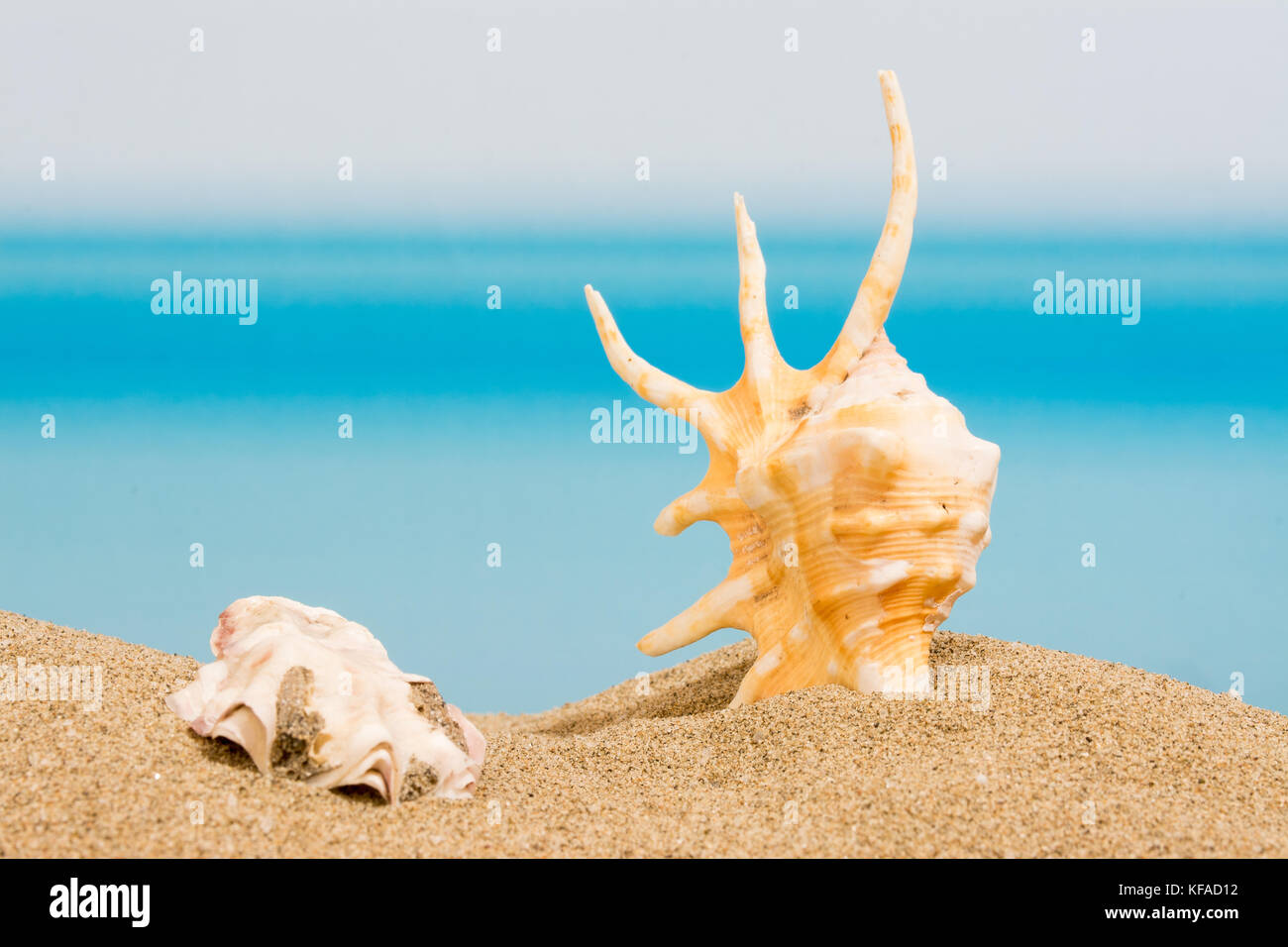 Seashell on the beach Stock Photo - Alamy