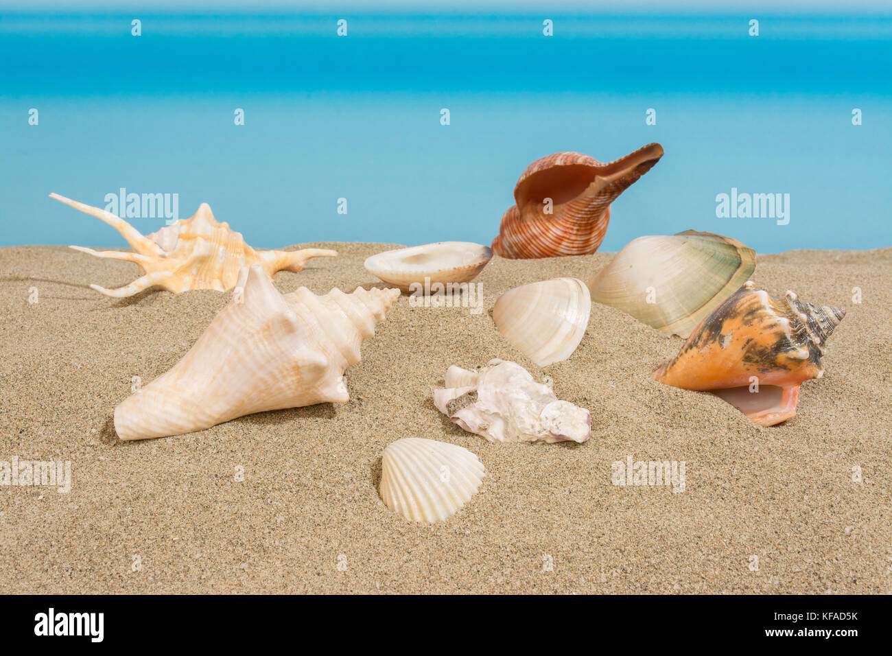 Seashell on the beach Stock Photo - Alamy