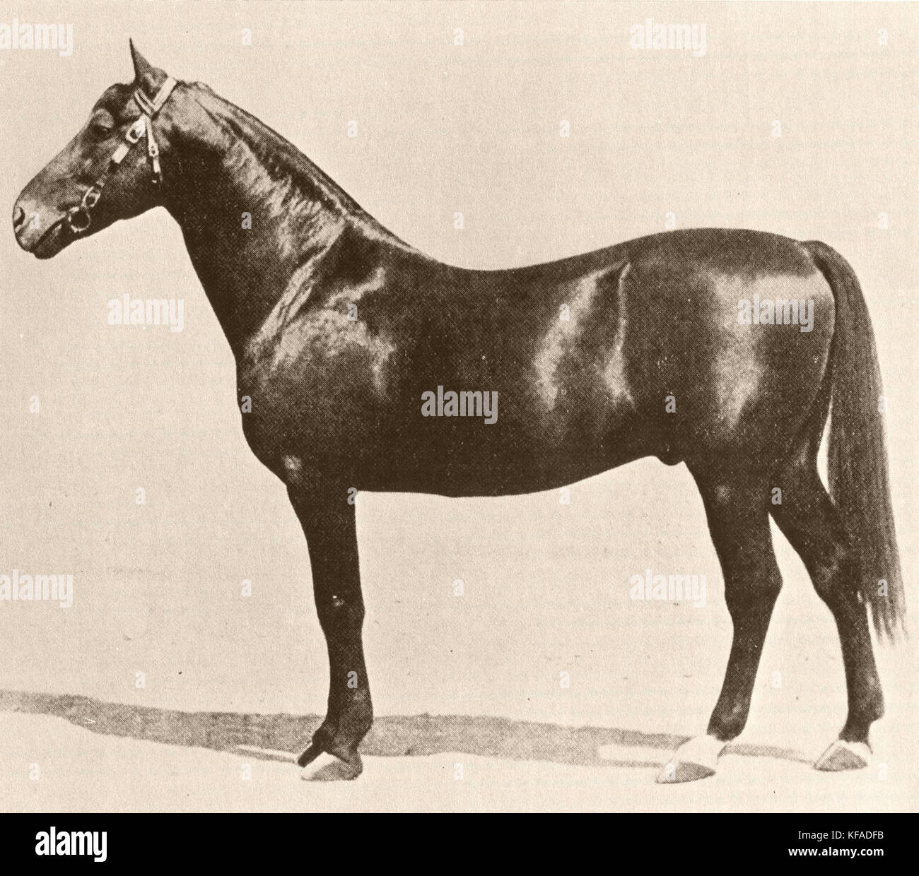 Childe Harold (USA Stock Photo - Alamy