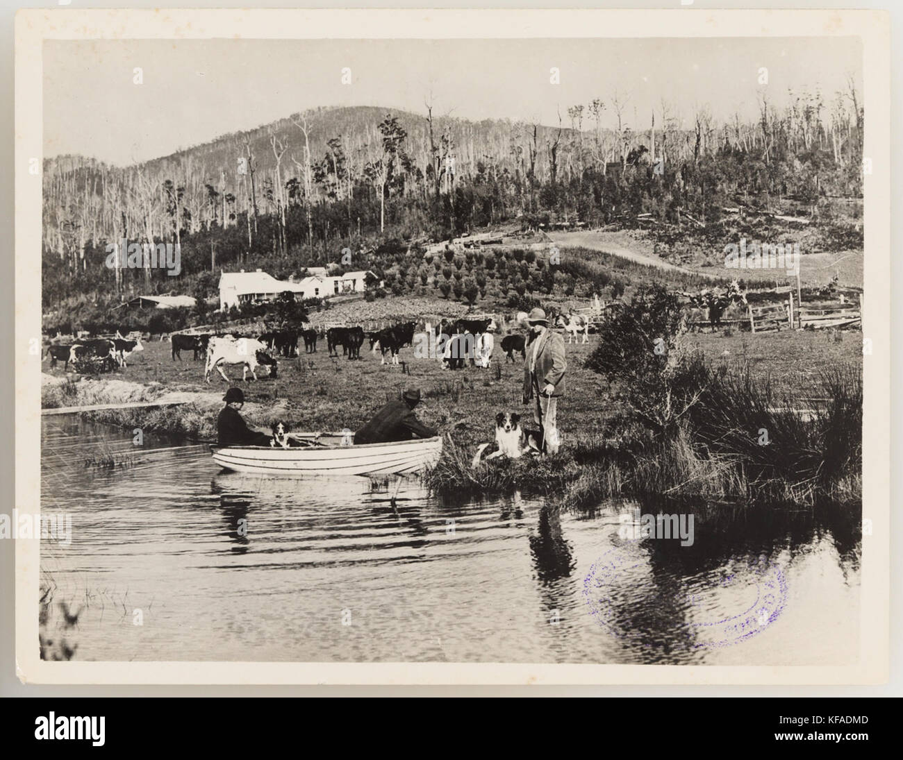 Cattle america 1920s hi-res stock photography and images - Alamy