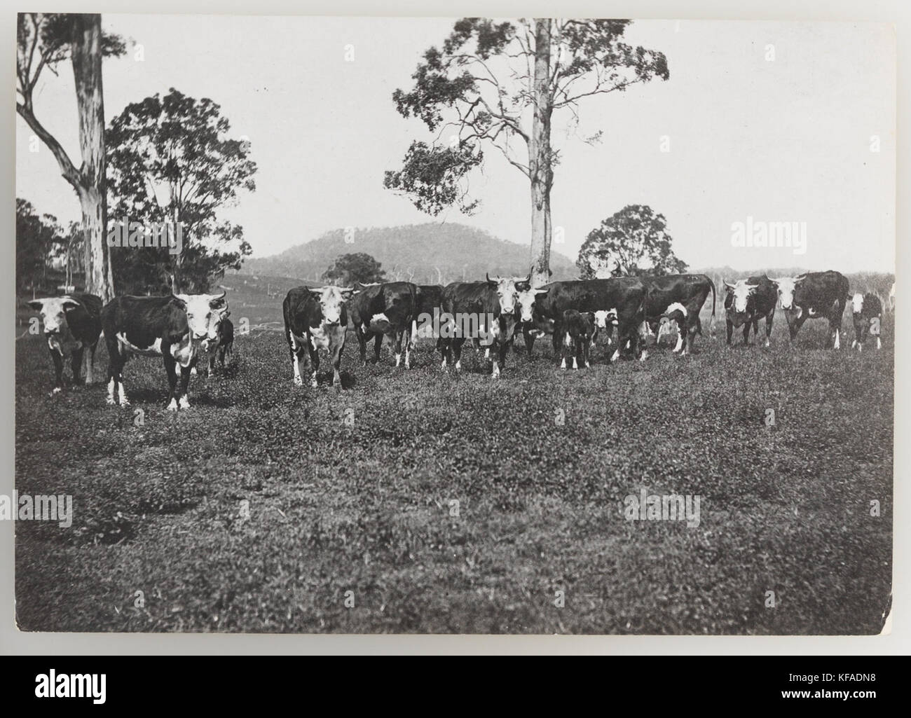 1920s cattle hi-res stock photography and images - Alamy