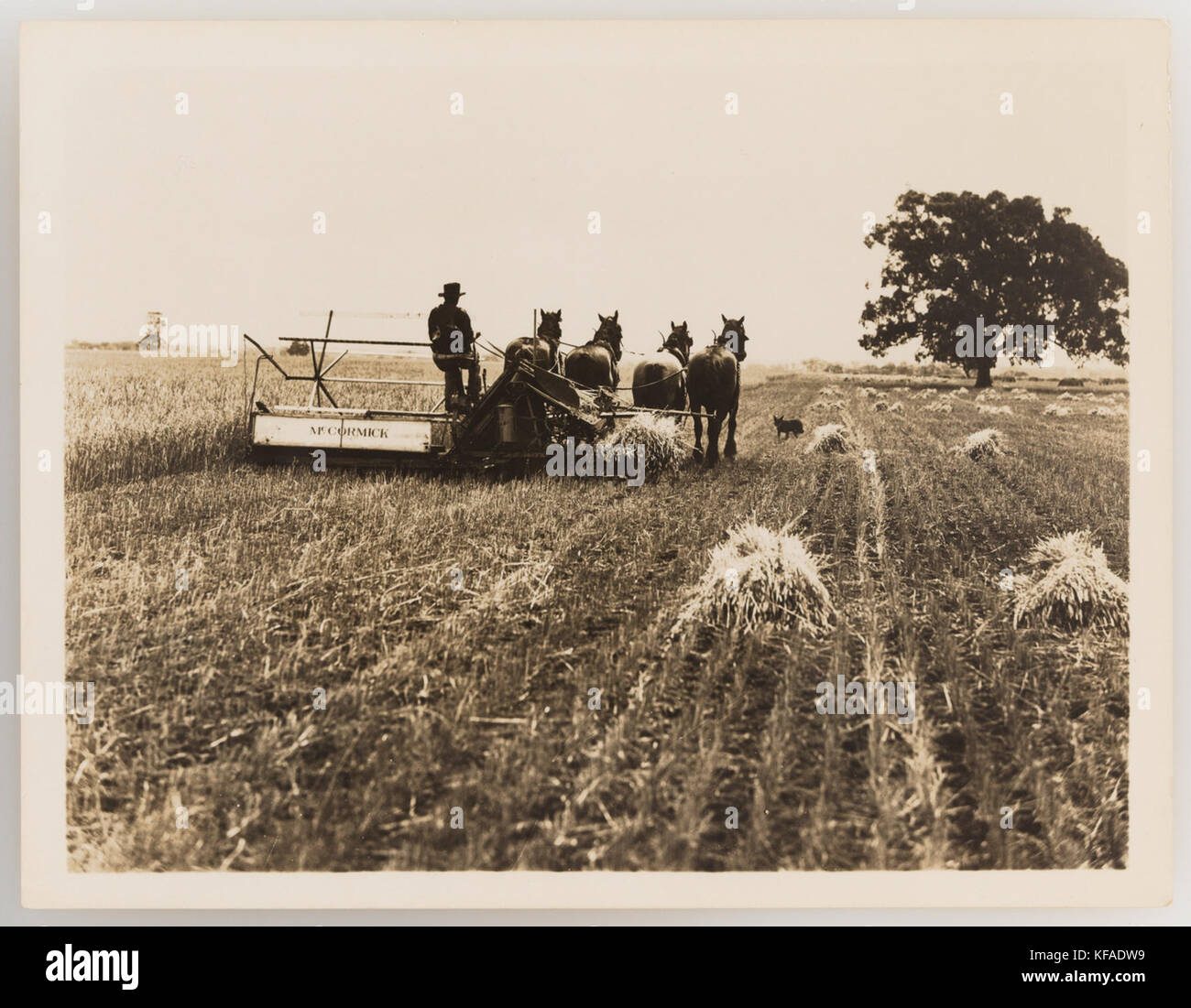 Gathering crops historical hi-res stock photography and images - Alamy