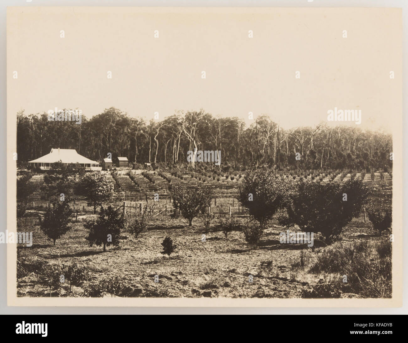 A historical image of a fruit and vegetable display from 1921, showing ...