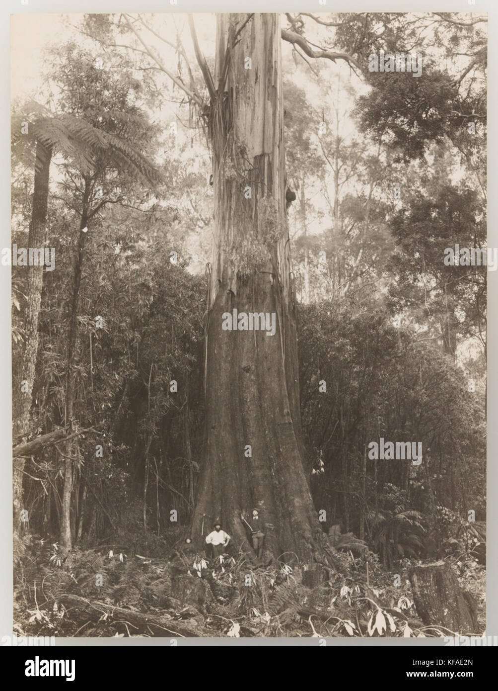 Environmental forestry work hi-res stock photography and images - Alamy