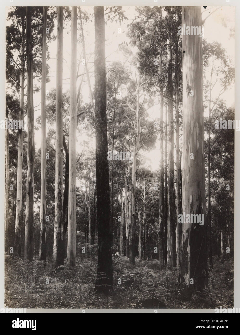 This image from the 1921 Forestry Series captures the importance of ...