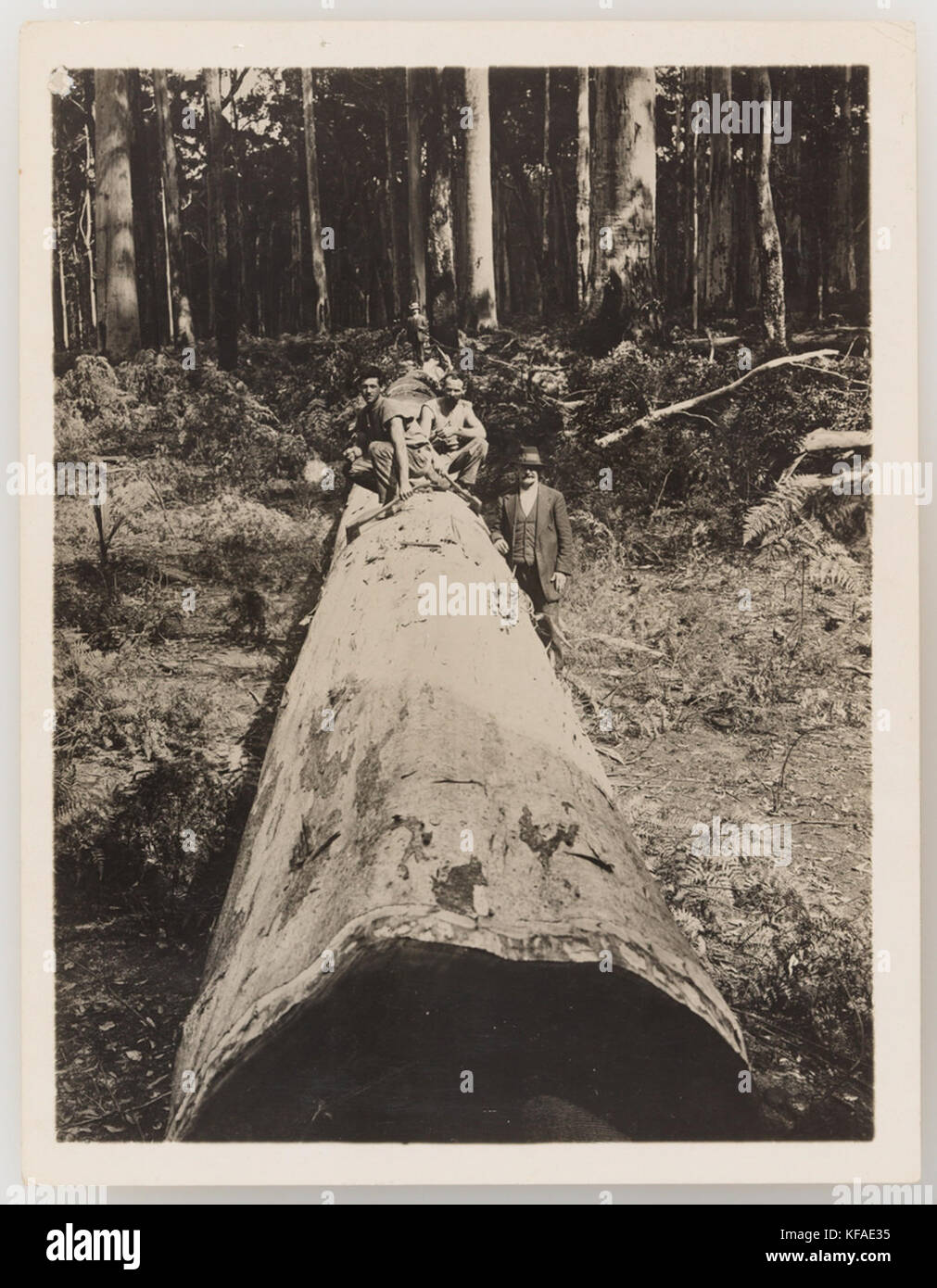 An image from the '920617 Series 08 Forestry' circa 1921, showing ...